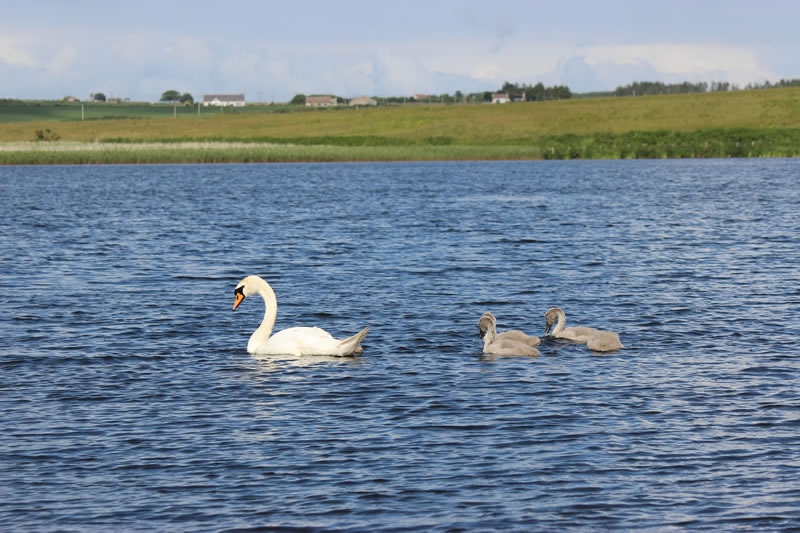 Loch Watten - Trout Fishing Loch, Watten, Caithness